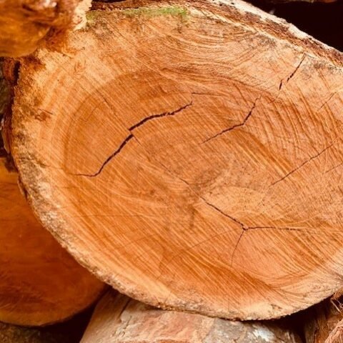 PT. Interkayu Nusantara | PT SINGARAJA PUTRA Tbk.